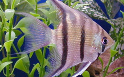 fish Tier List Maker - TierLists.com