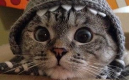 Thug Hunters Tier List Maker - TierLists.com